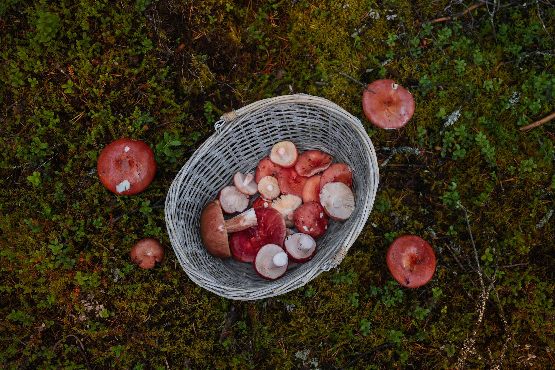 Foraging 101: Embracing the Bounty of Nature Safely - Sustainability Blog